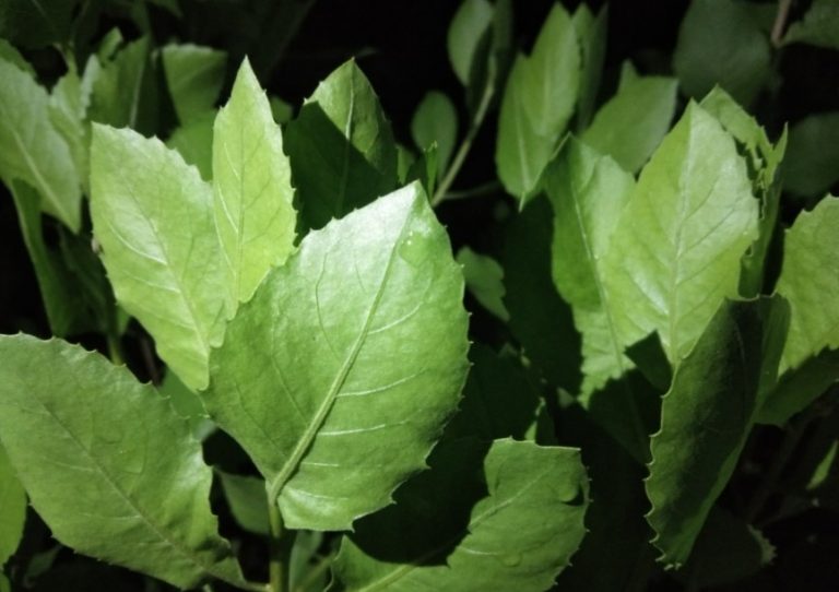 Mau Tahu Manfaat Daun Beluntas untuk Kesehatan Kita, Ini Penjelasannya ...